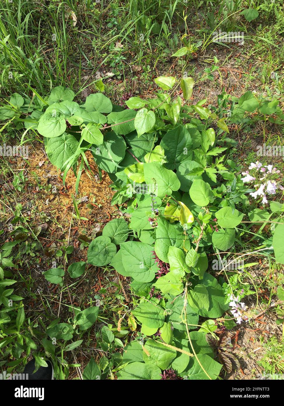 Matelea carolinensis hi-res stock photography and images - Alamy