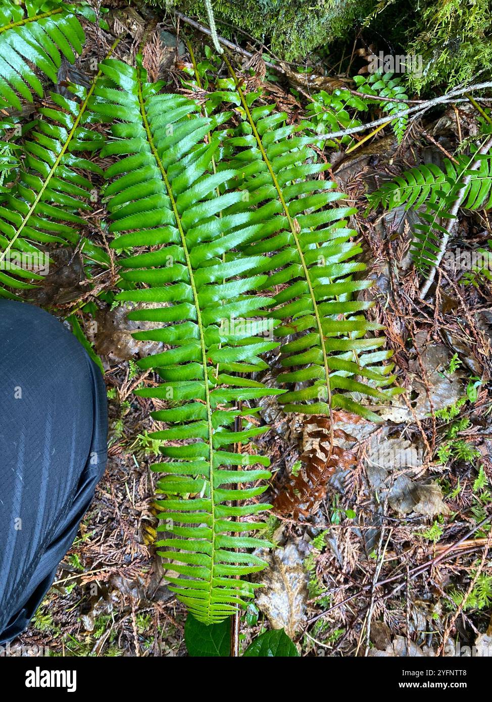 western sword fern (Polystichum munitum Stock Photo - Alamy