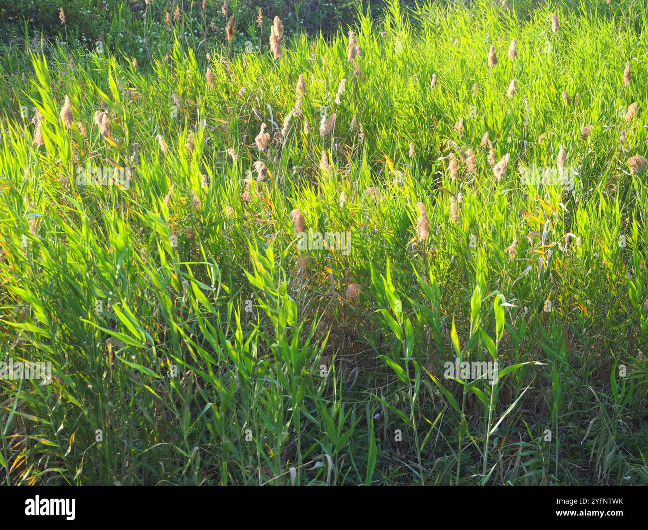 common reed (Phragmites australis Stock Photo - Alamy