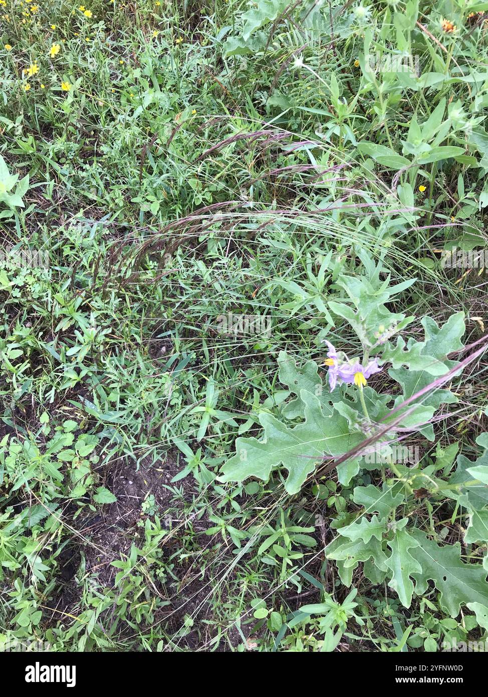 Purple Threeawn (Aristida purpurea Stock Photo - Alamy