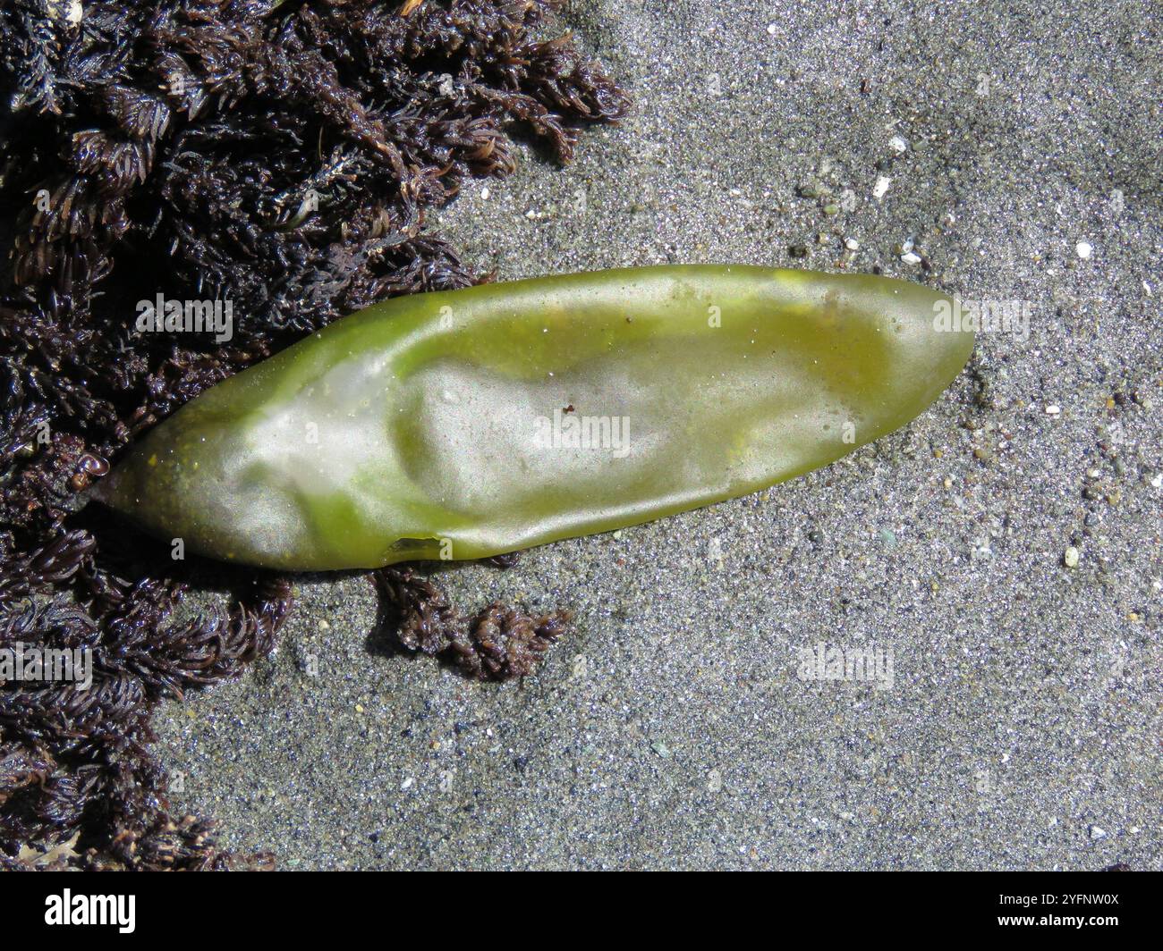 Sea Sacks (Halosaccion glandiforme Stock Photo - Alamy