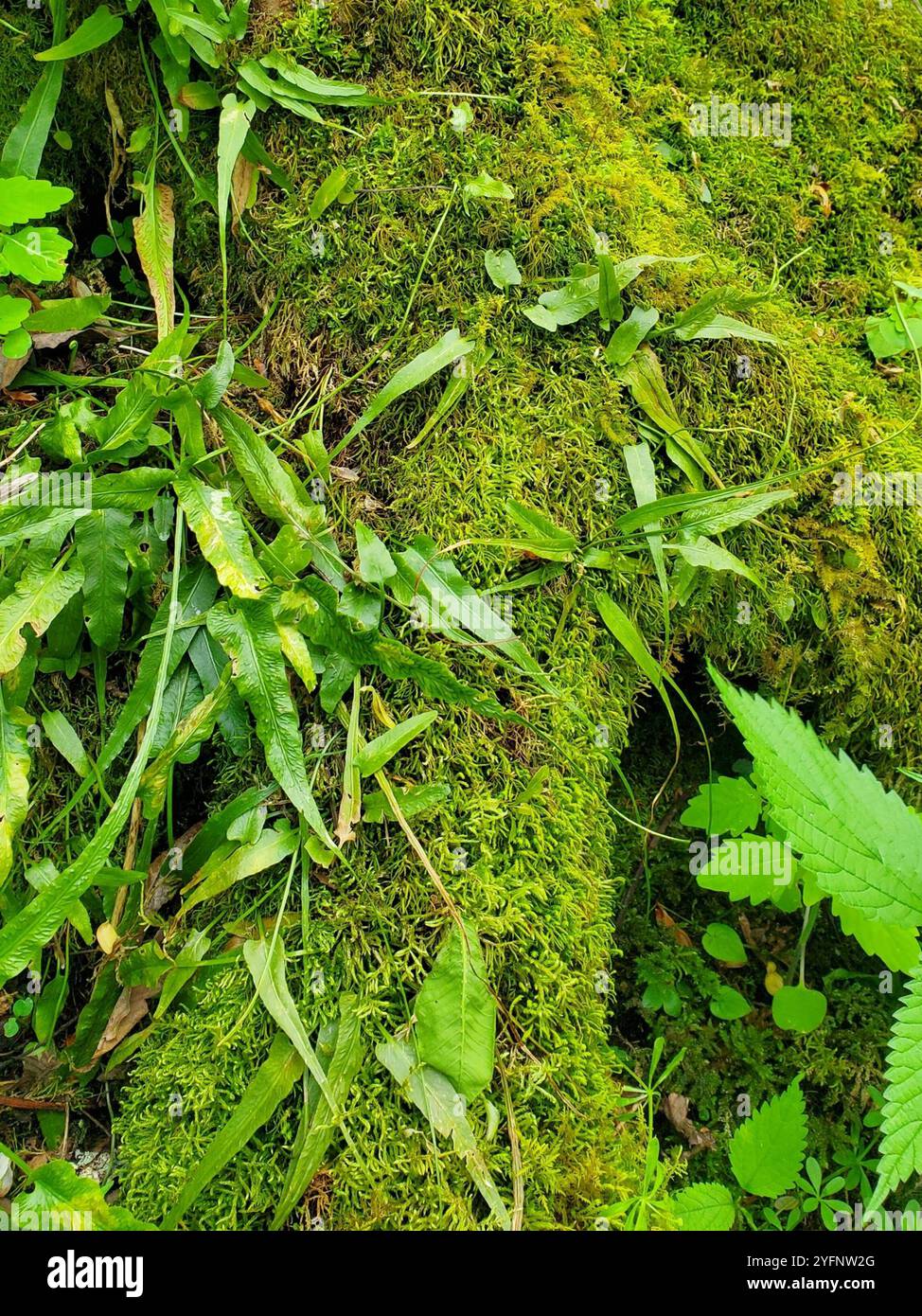 walking fern (Asplenium rhizophyllum Stock Photo - Alamy