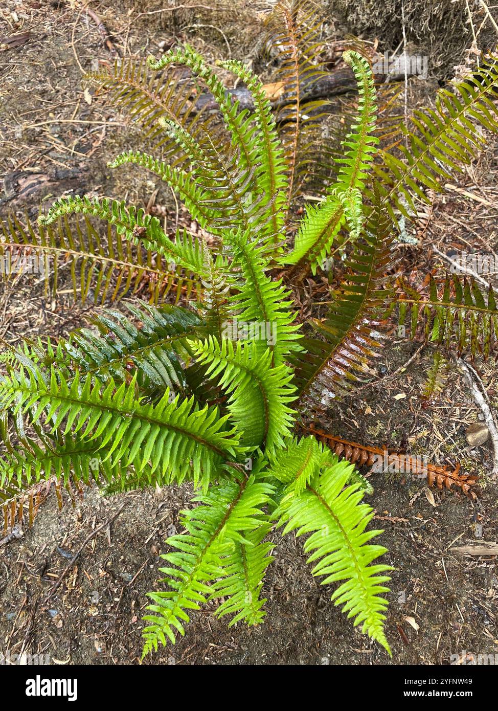 western sword fern (Polystichum munitum Stock Photo - Alamy