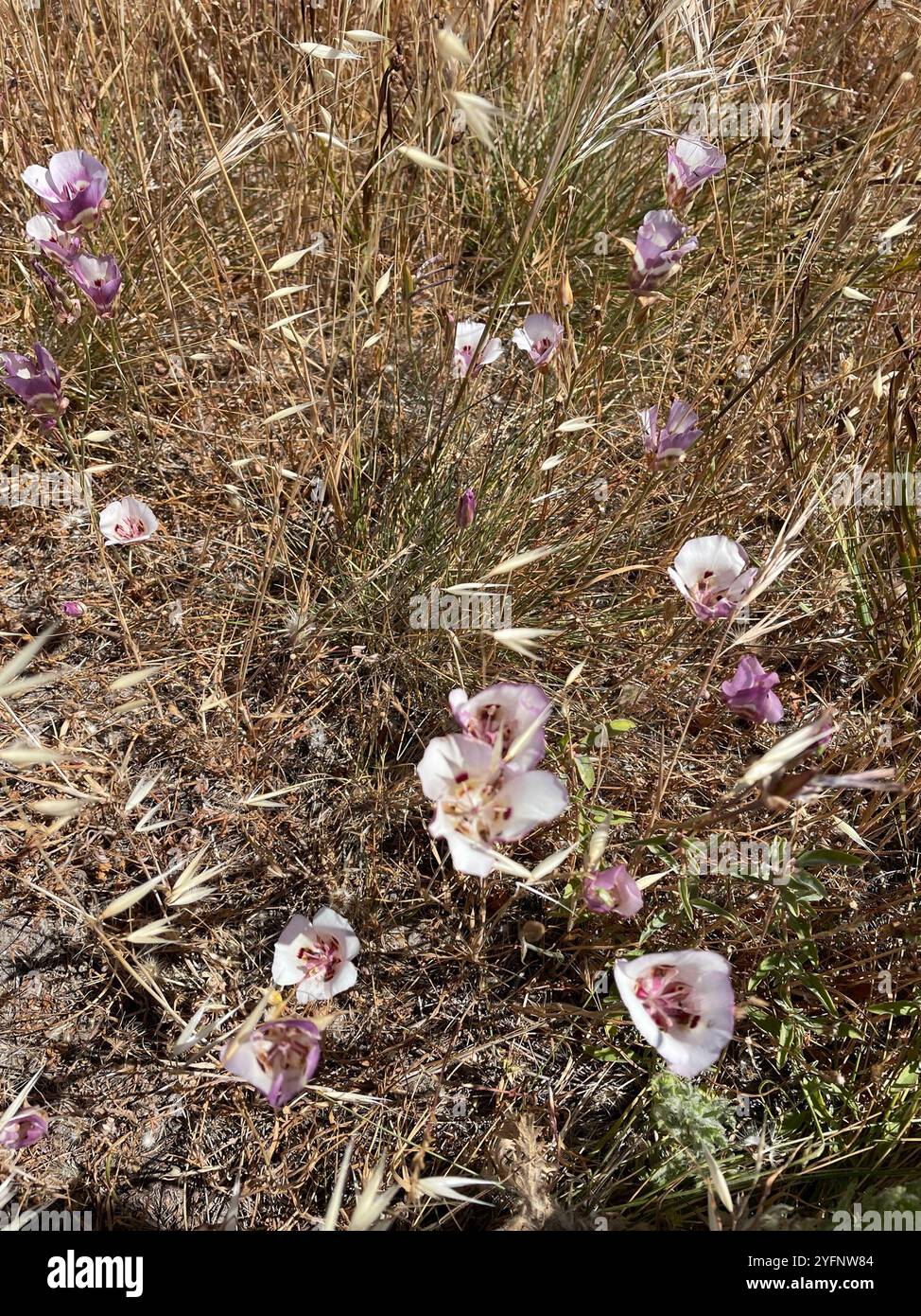 clay mariposa lily (Calochortus argillosus Stock Photo - Alamy