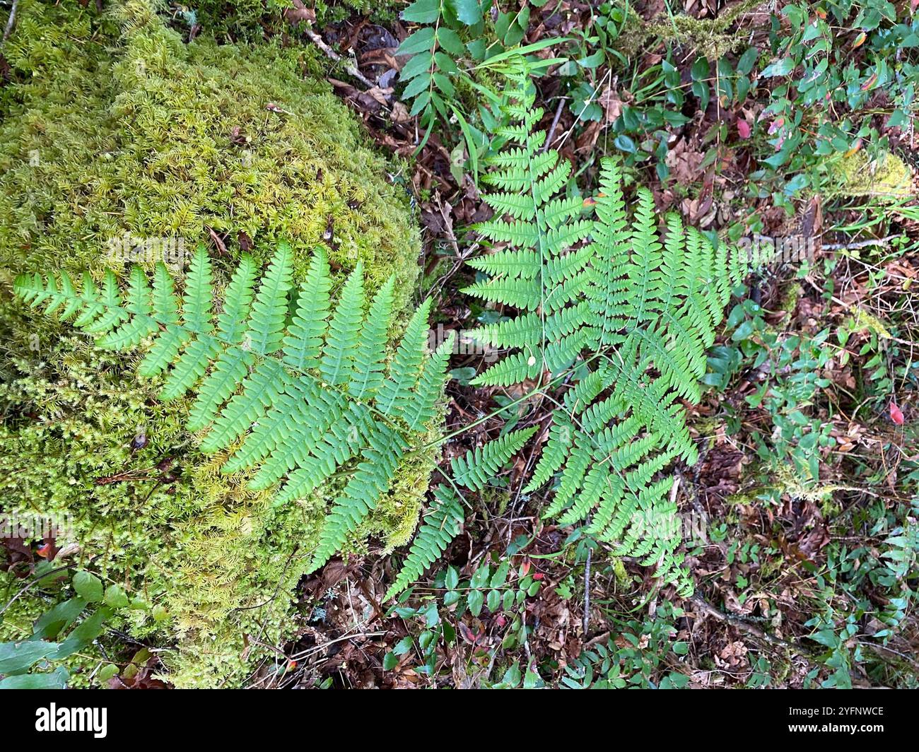 common bracken (Pteridium aquilinum Stock Photo - Alamy