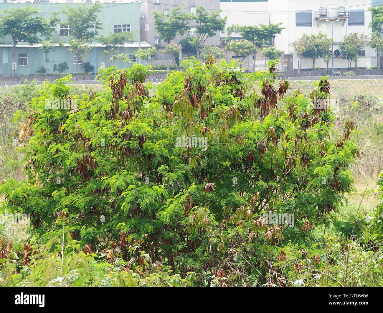 White leadtree (Leucaena leucocephala Stock Photo - Alamy