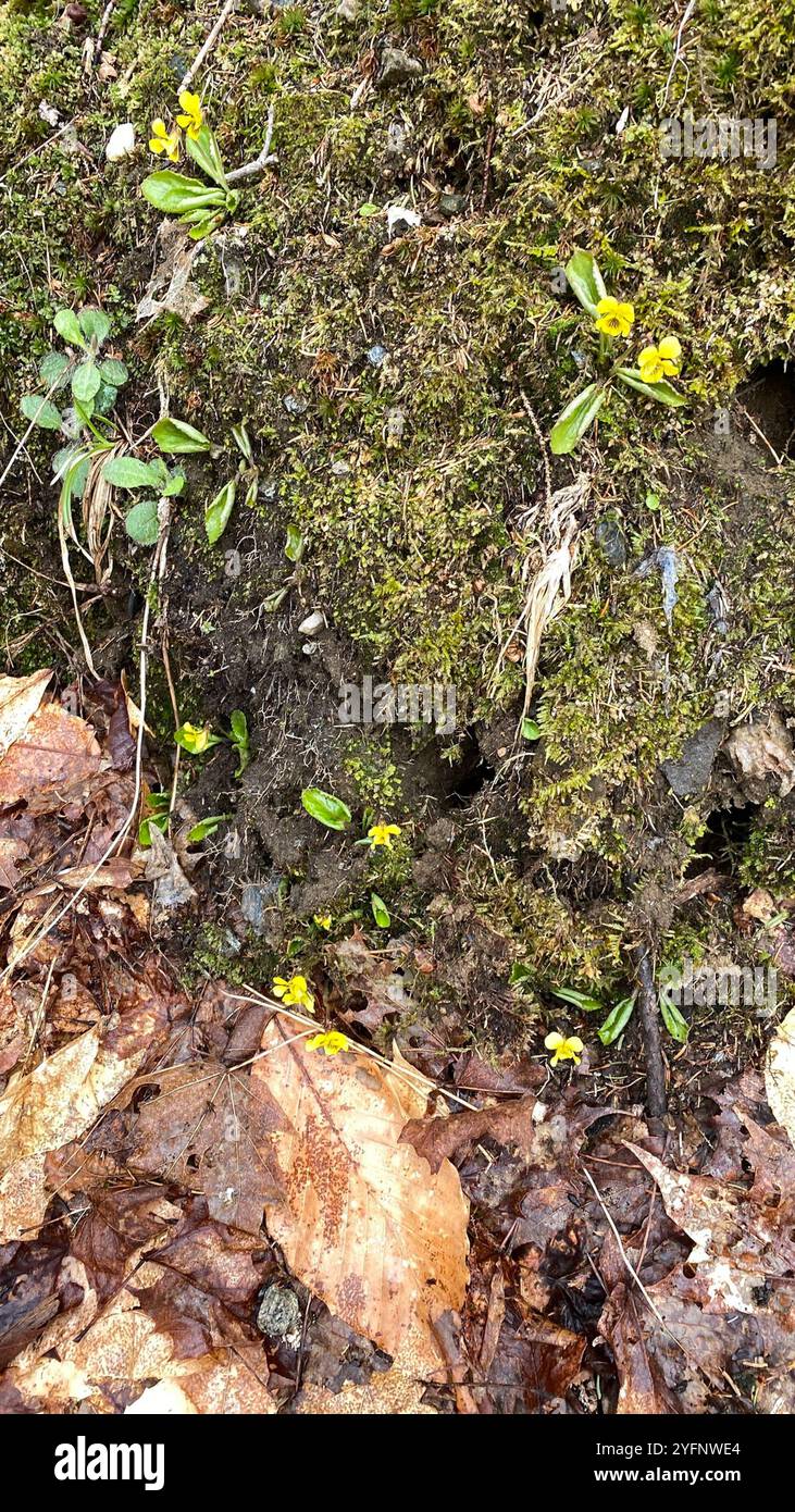 Round-leaved Violet (Viola rotundifolia Stock Photo - Alamy