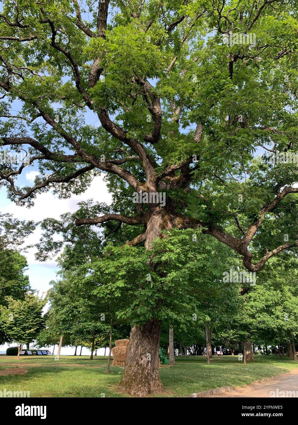 white oak (Quercus alba Stock Photo - Alamy