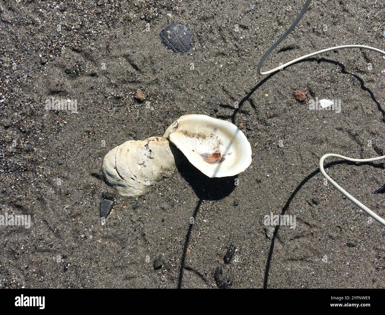 Oysters ostreidae hi-res stock photography and images - Alamy