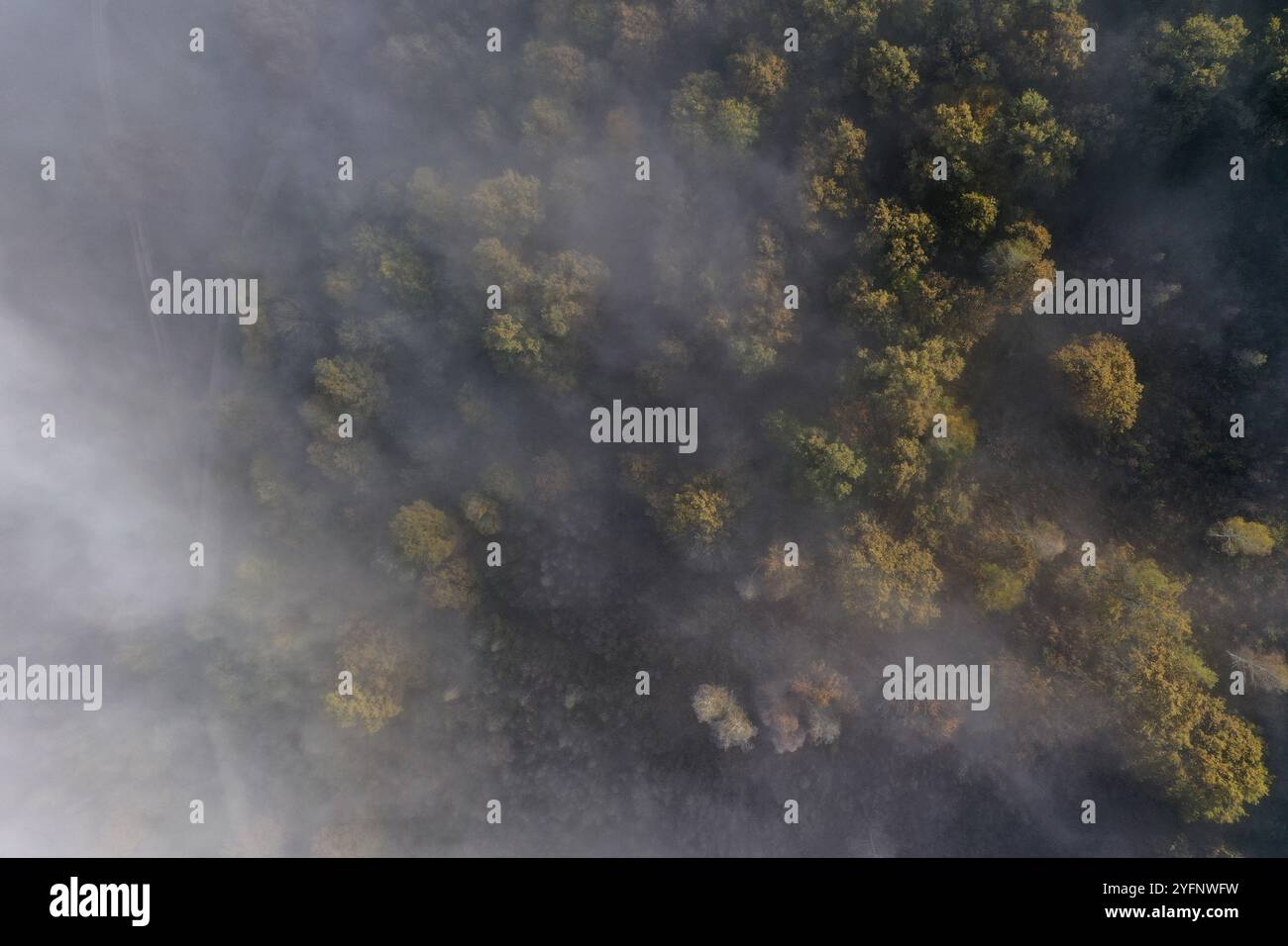 Aerial top down view of autumn misty forest canopy by drone Stock Photo - Alamy
