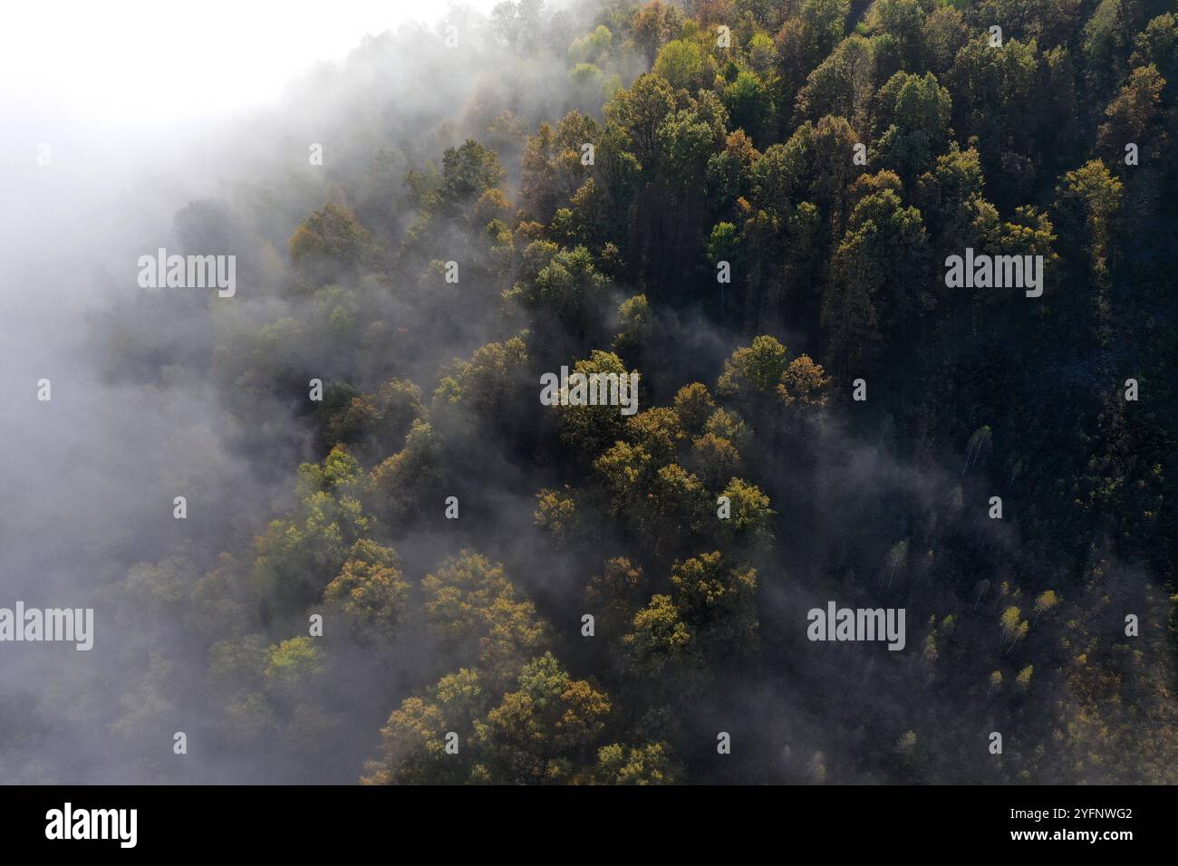 Aerial top down view of autumn misty forest canopy by drone Stock Photo - Alamy