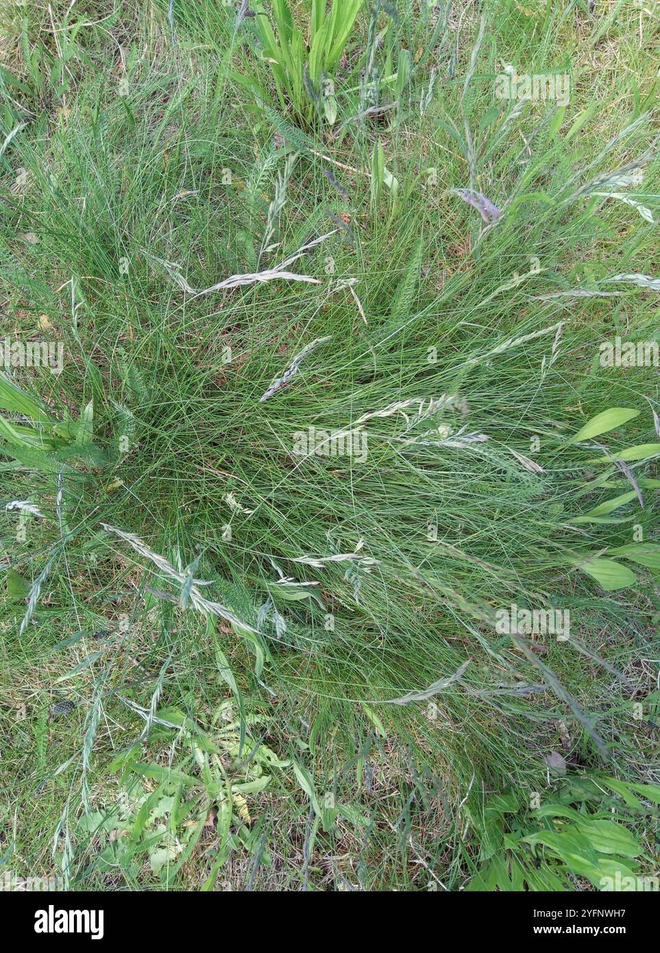 hard fescue (Festuca trachyphylla Stock Photo - Alamy