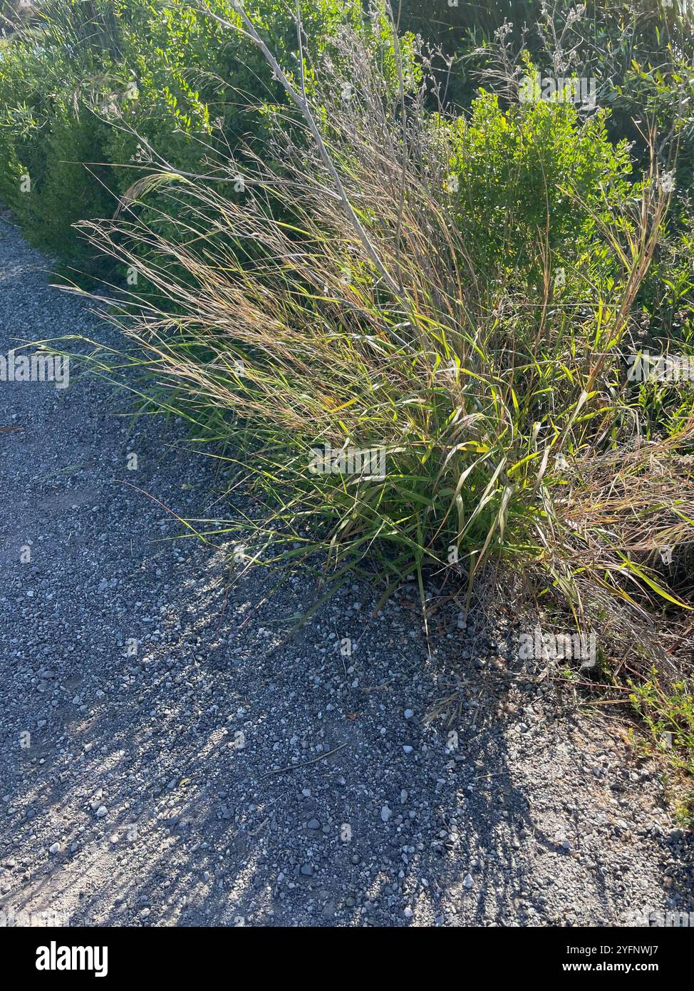 Smilo Grass (Oloptum miliaceum Stock Photo - Alamy