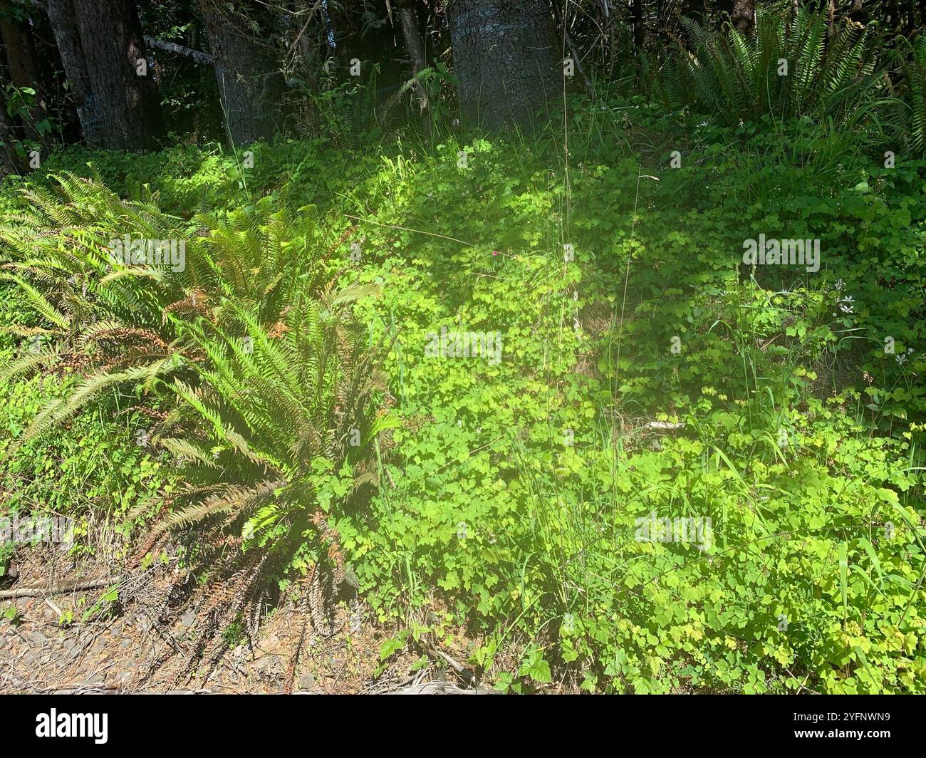 White Inside-out Flower (Vancouveria hexandra Stock Photo - Alamy