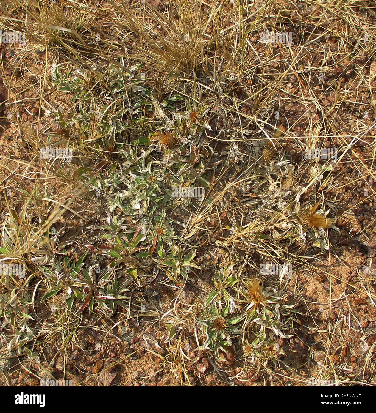 Dicoma hi-res stock photography and images - Alamy