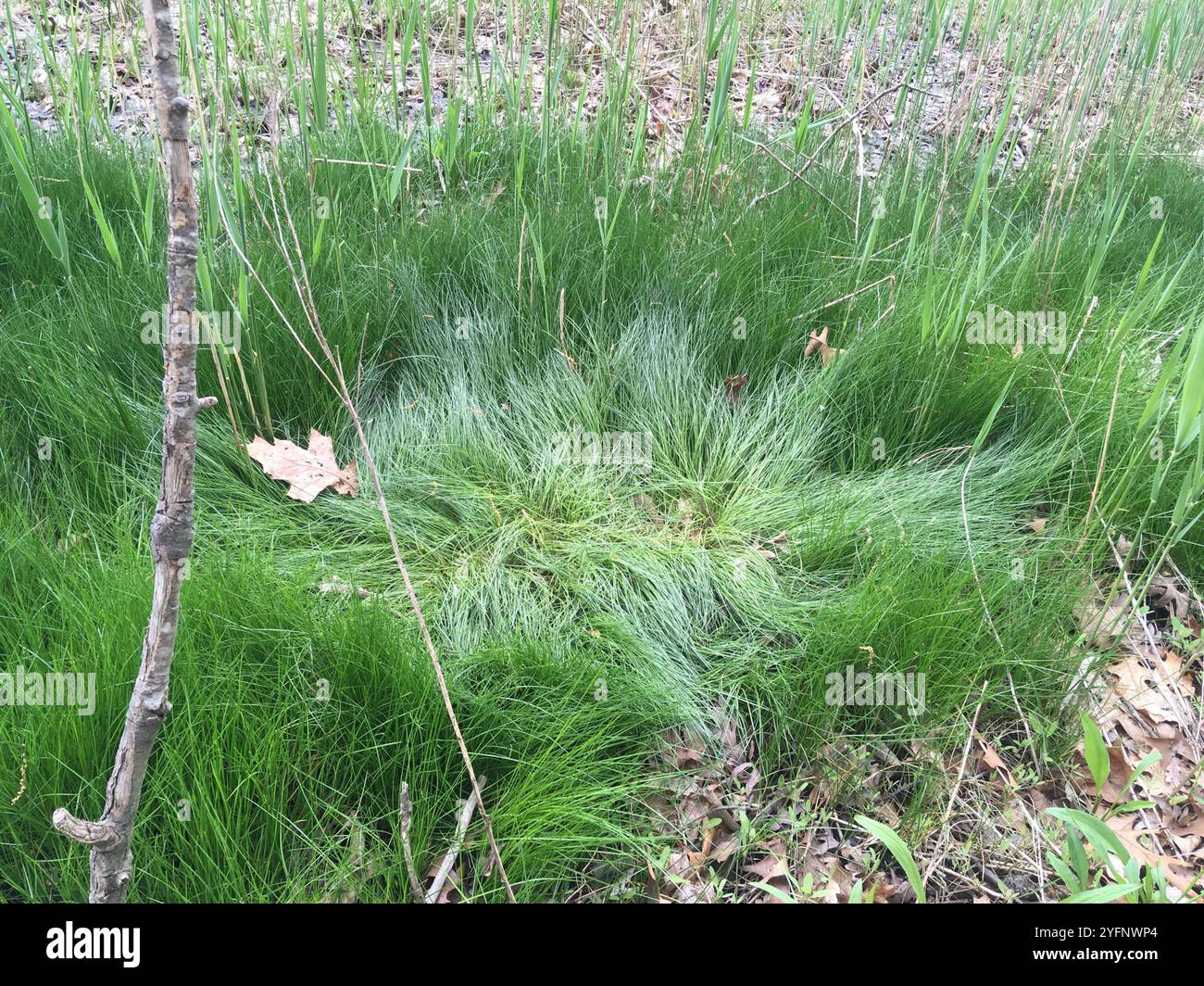 Sporobolus pumilus hi-res stock photography and images - Alamy