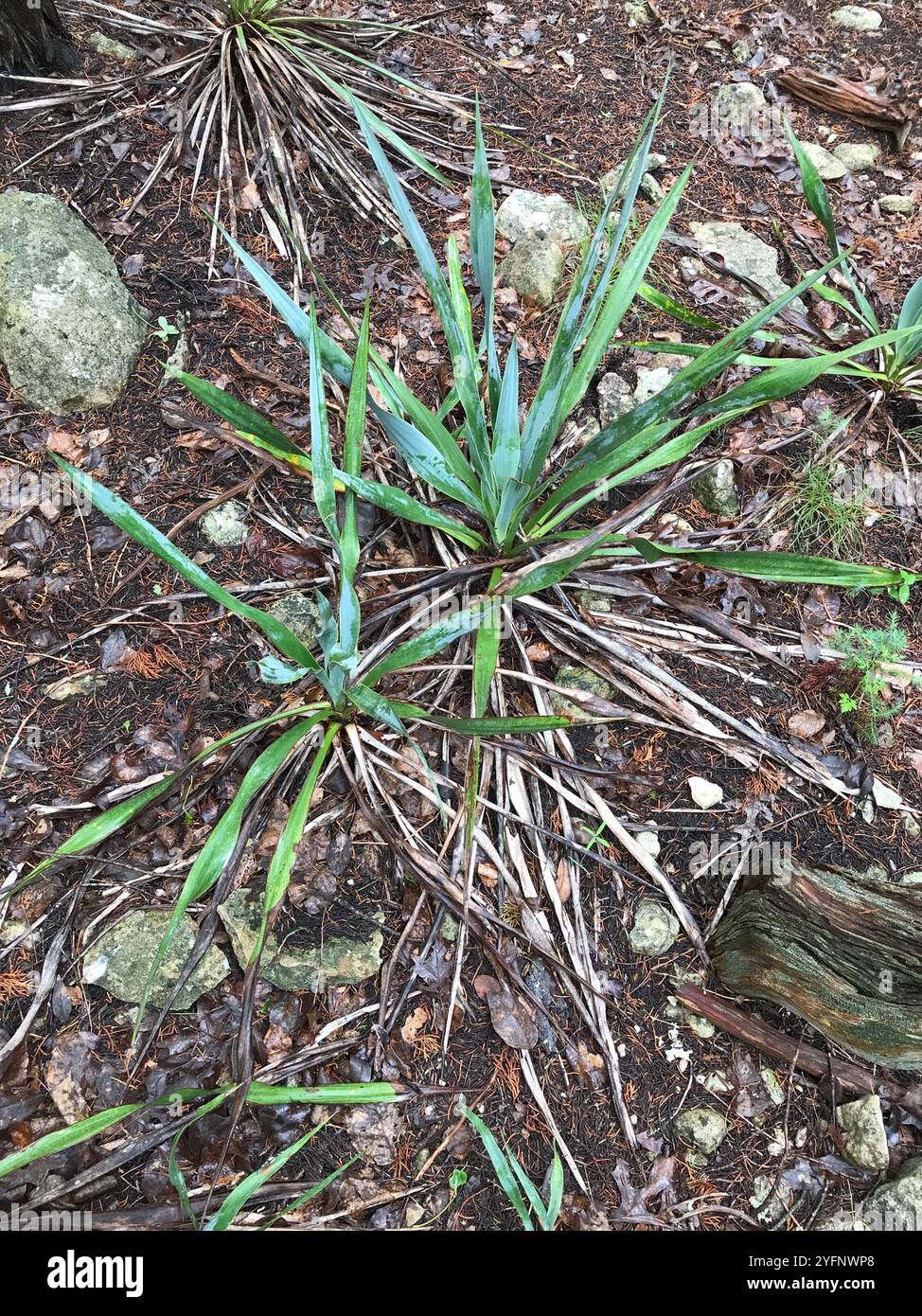 Twisted-leaf Yucca (Yucca rupicola Stock Photo - Alamy