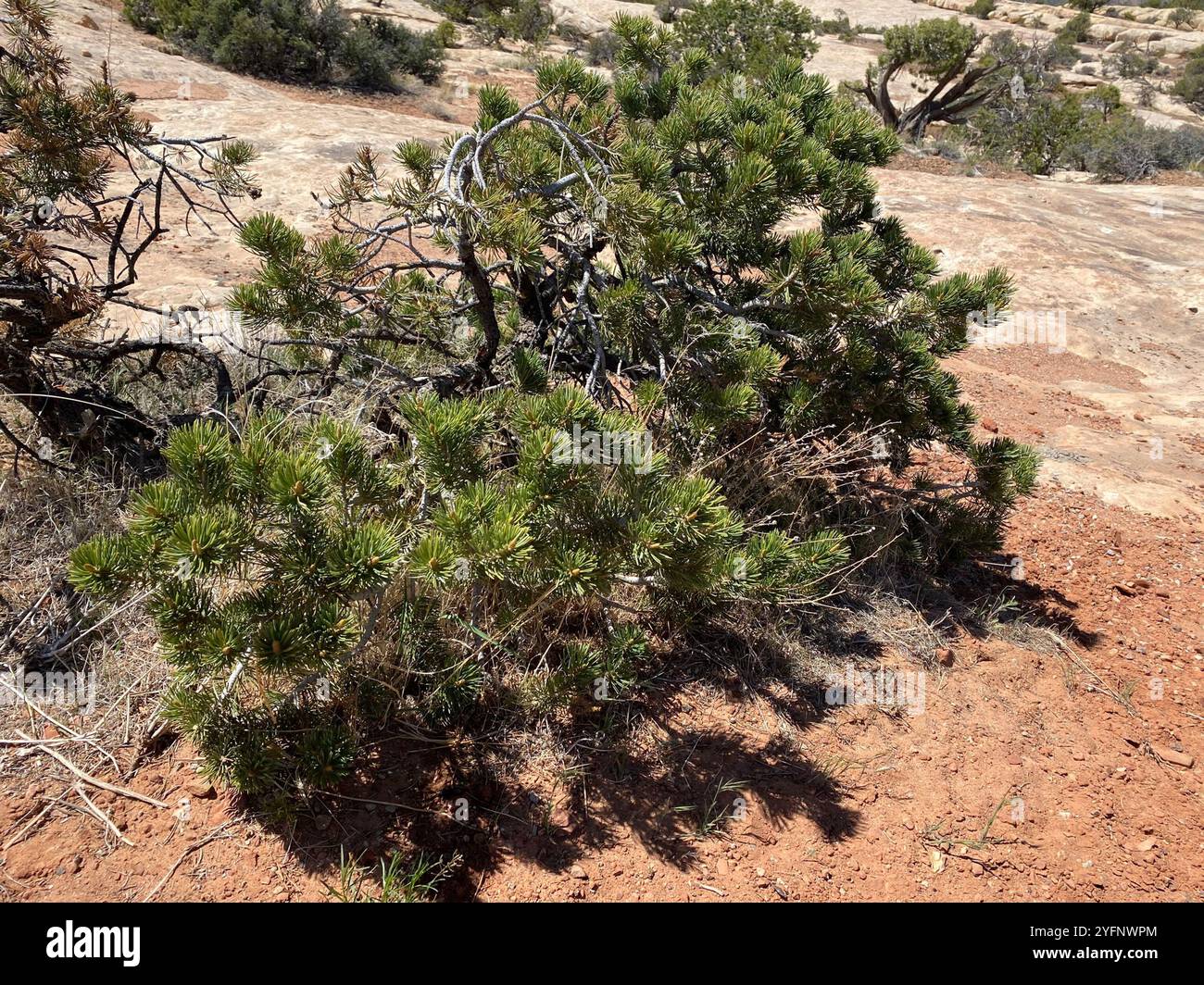 Colorado Pinyon (Pinus edulis Stock Photo - Alamy