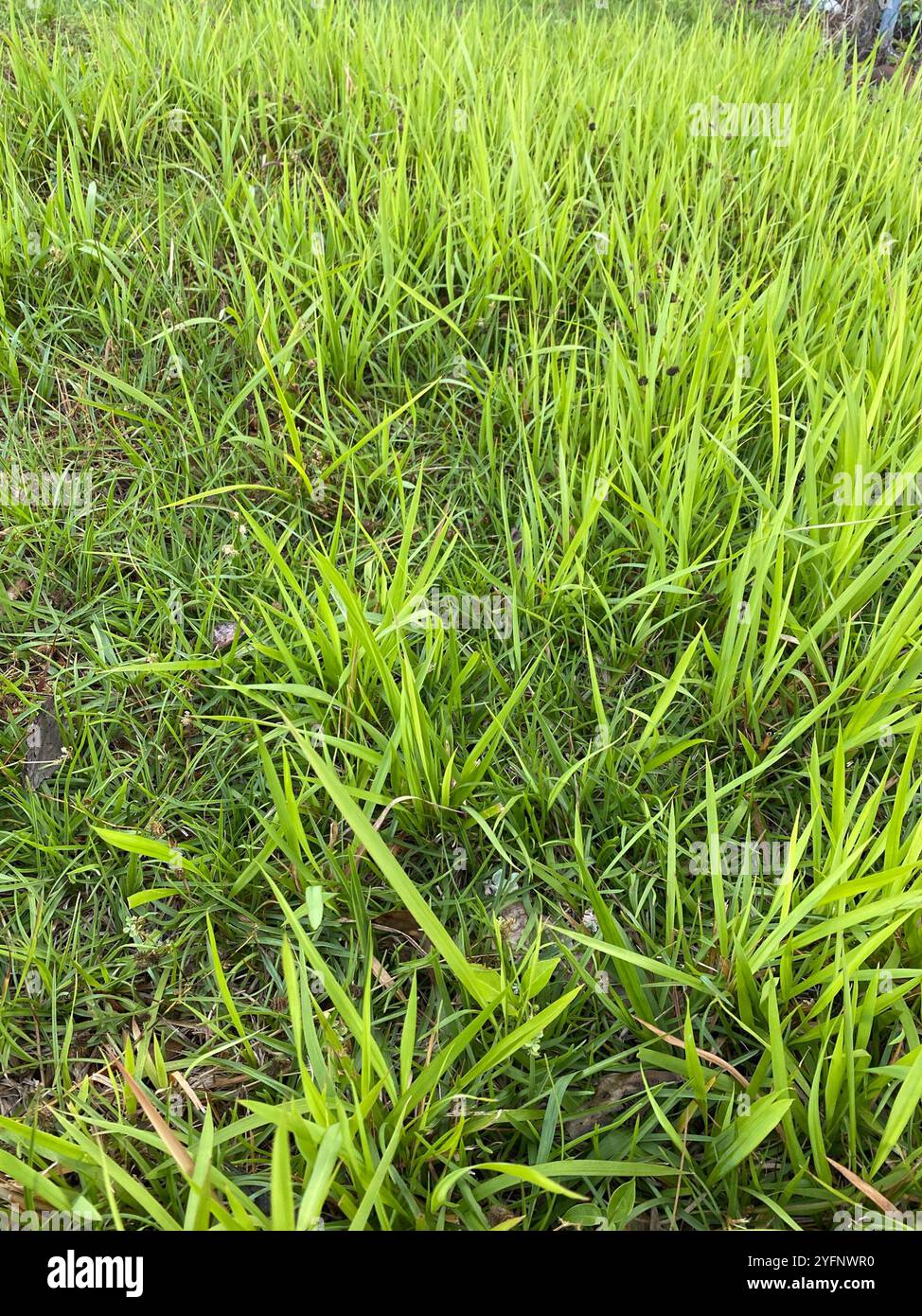 Cogon Grass (Imperata cylindrica Stock Photo - Alamy