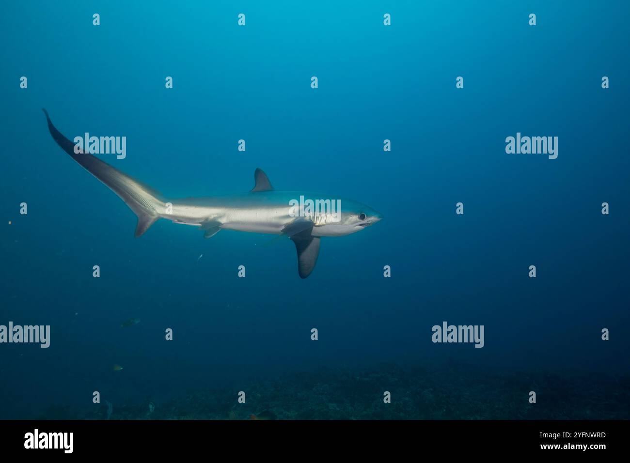 There are three species of thresher sharks all characterized by the ...