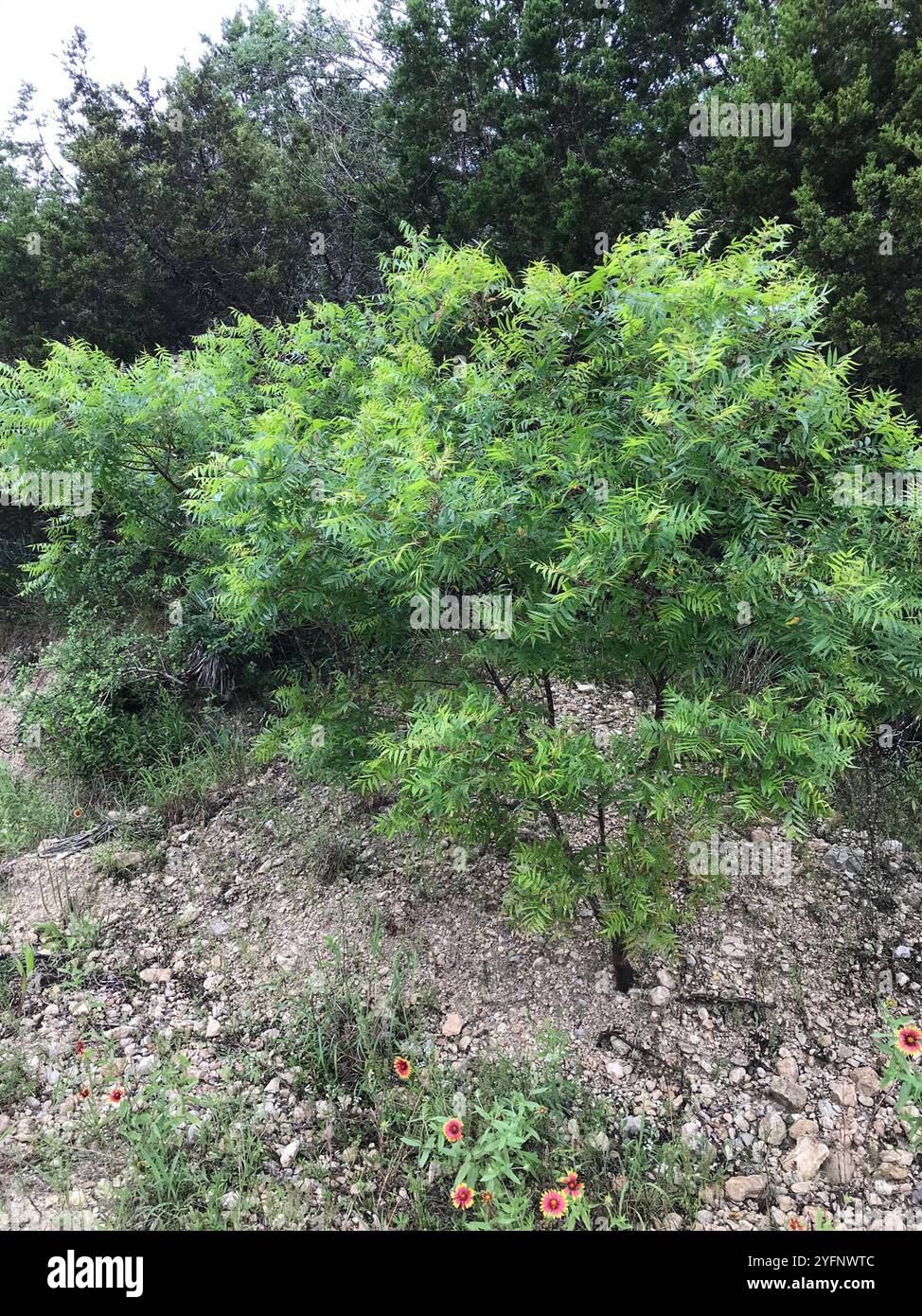 Prairie flameleaf sumac (Rhus lanceolata Stock Photo - Alamy