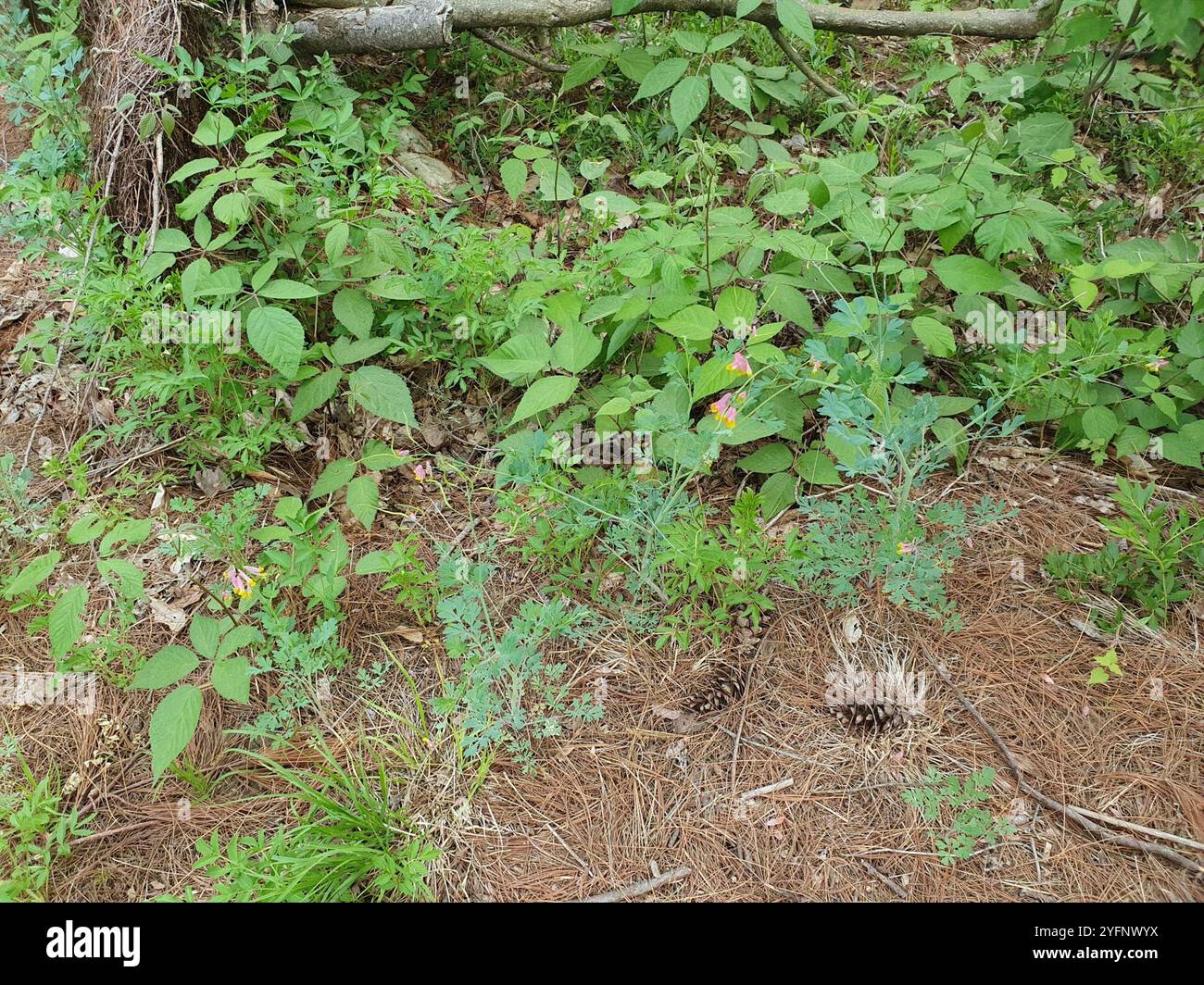 rock harlequin (Capnoides sempervirens Stock Photo - Alamy