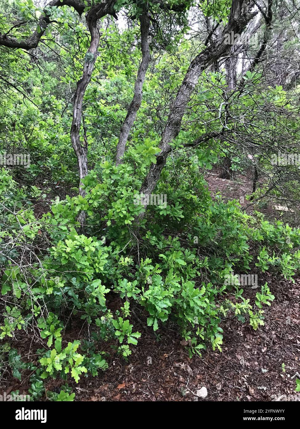 White Shin Oak (Quercus sinuata breviloba Stock Photo - Alamy