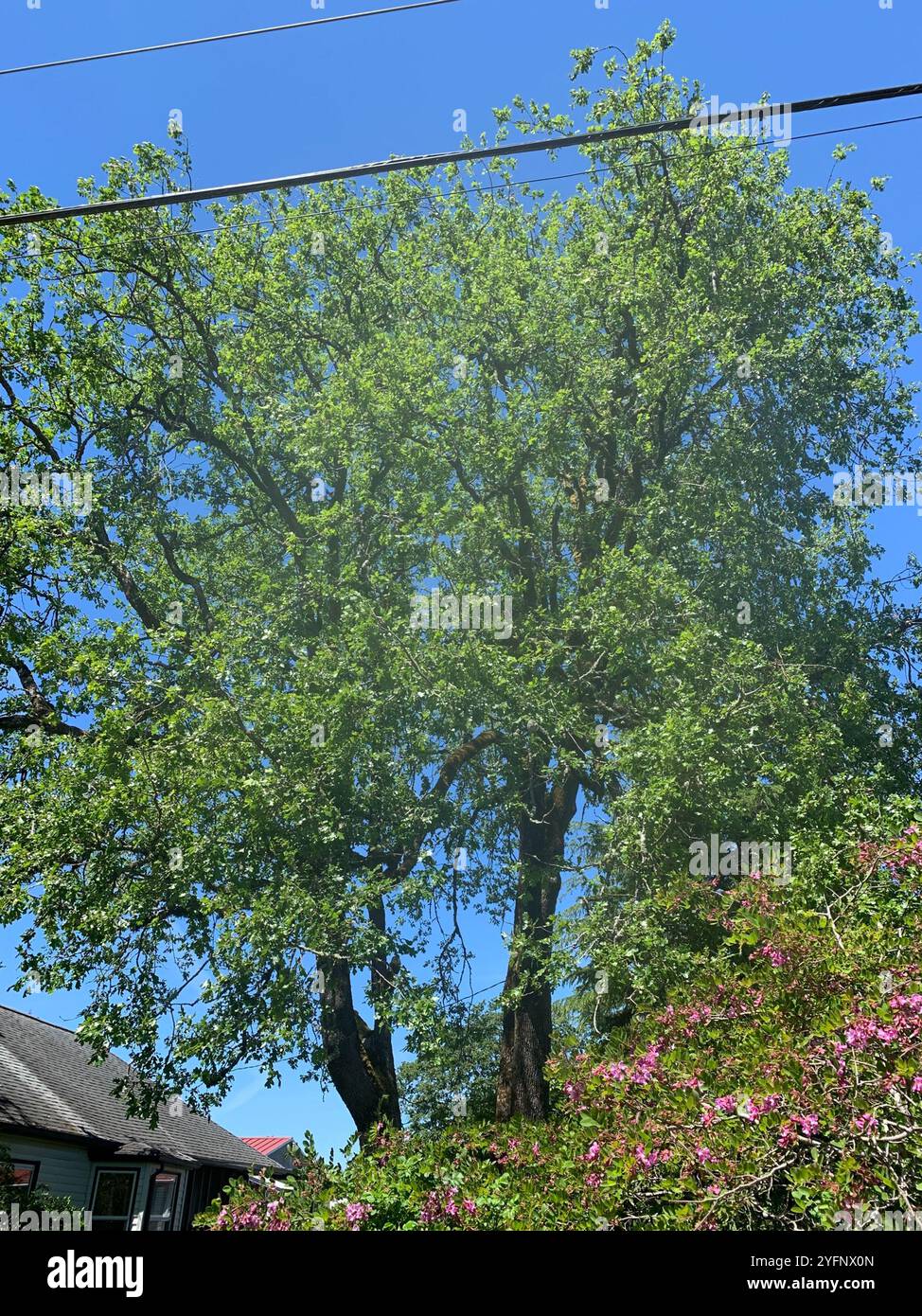 Oregon white oak (Quercus garryana garryana Stock Photo - Alamy