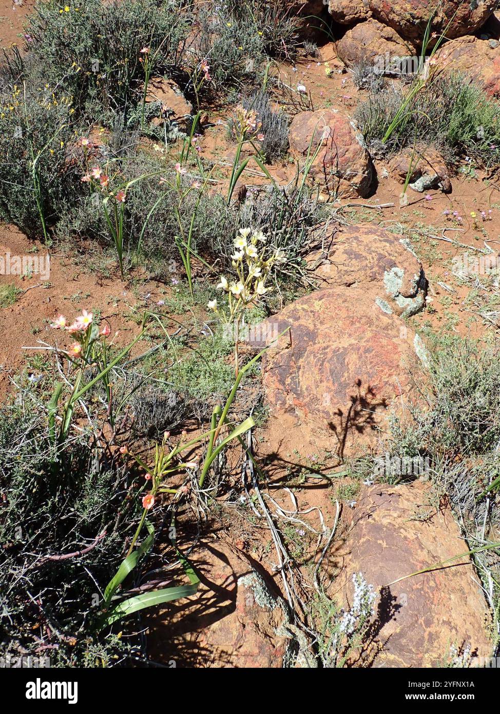 Two-leaved Cape tulip (Moraea miniata Stock Photo - Alamy