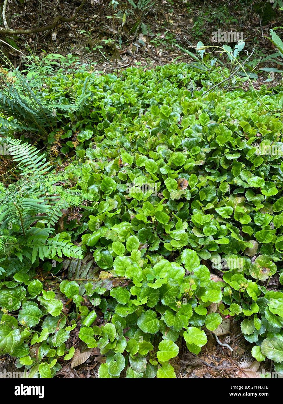 Oconee bells (Shortia galacifolia Stock Photo - Alamy