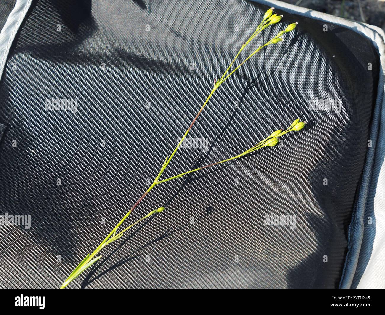 sleepy catchfly (Silene antirrhina Stock Photo - Alamy