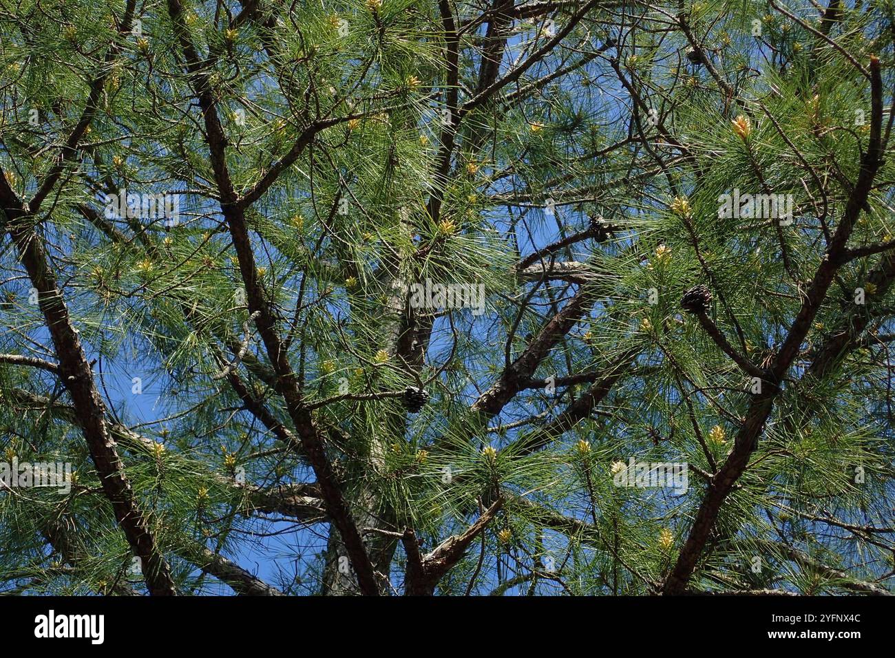 pond pine (Pinus serotina Stock Photo - Alamy