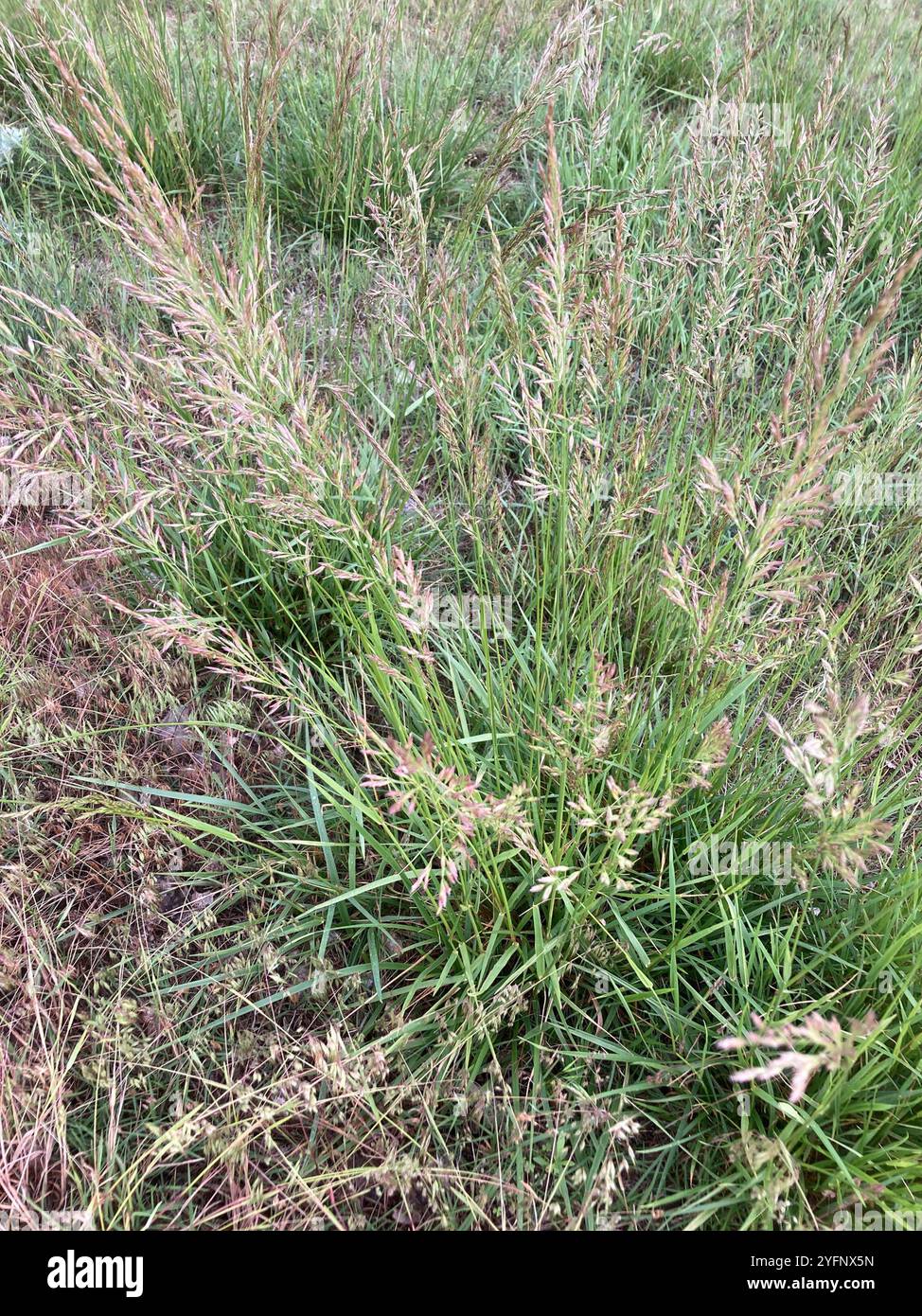tall fescue (Lolium arundinaceum Stock Photo - Alamy