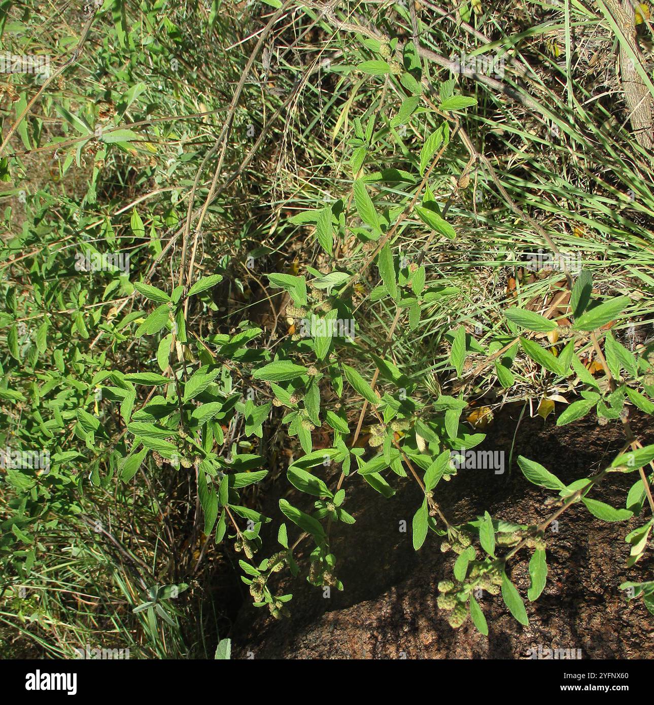 Fever Tea (Lippia javanica Stock Photo - Alamy