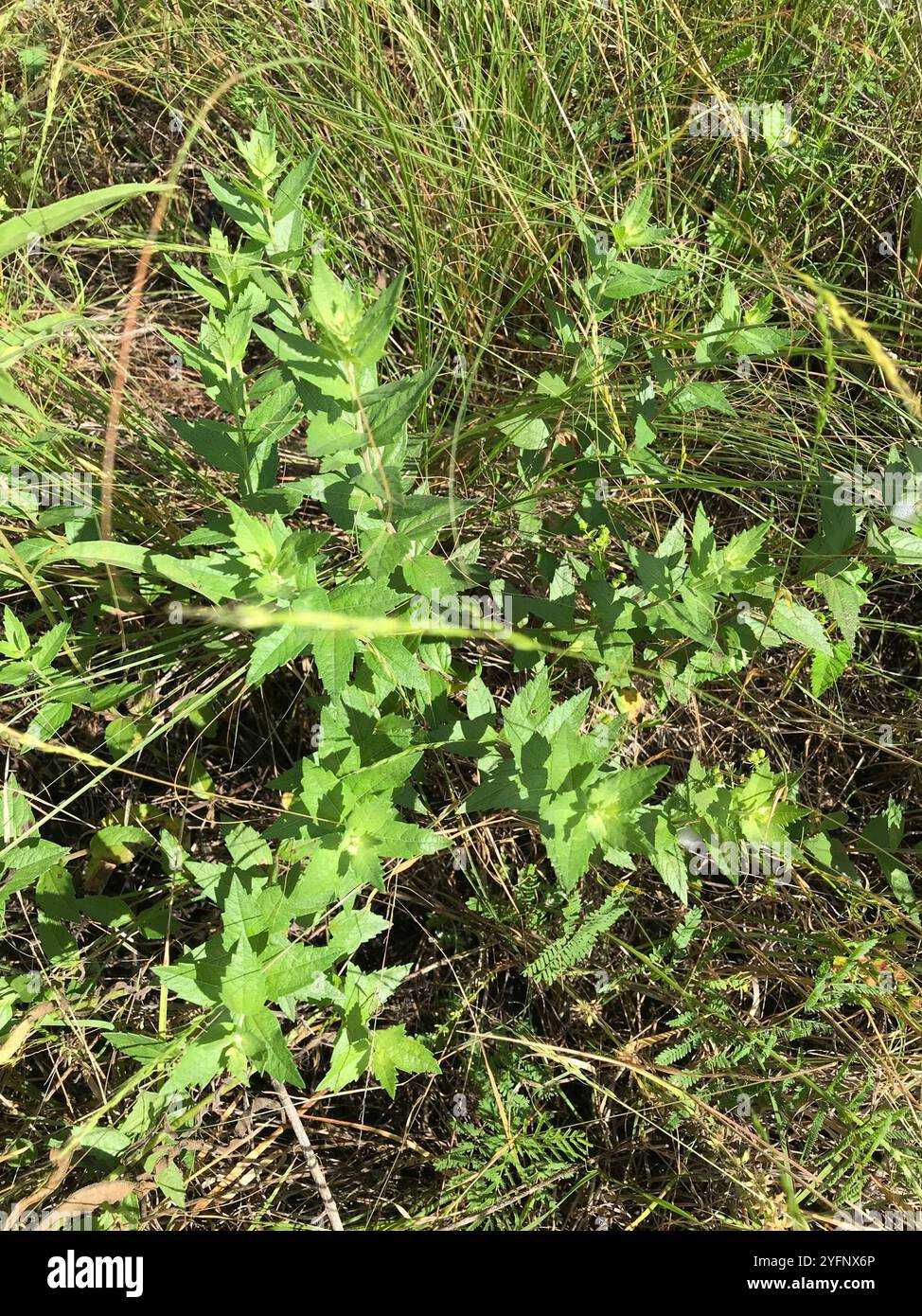 False Boneset (Brickellia eupatorioides Stock Photo - Alamy
