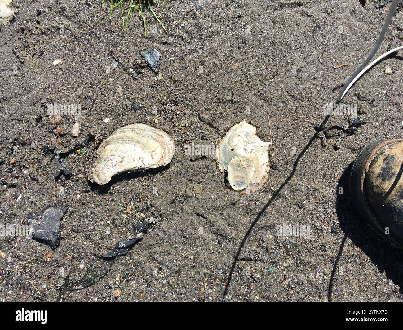 Eastern Oyster (Crassostrea virginica Stock Photo - Alamy