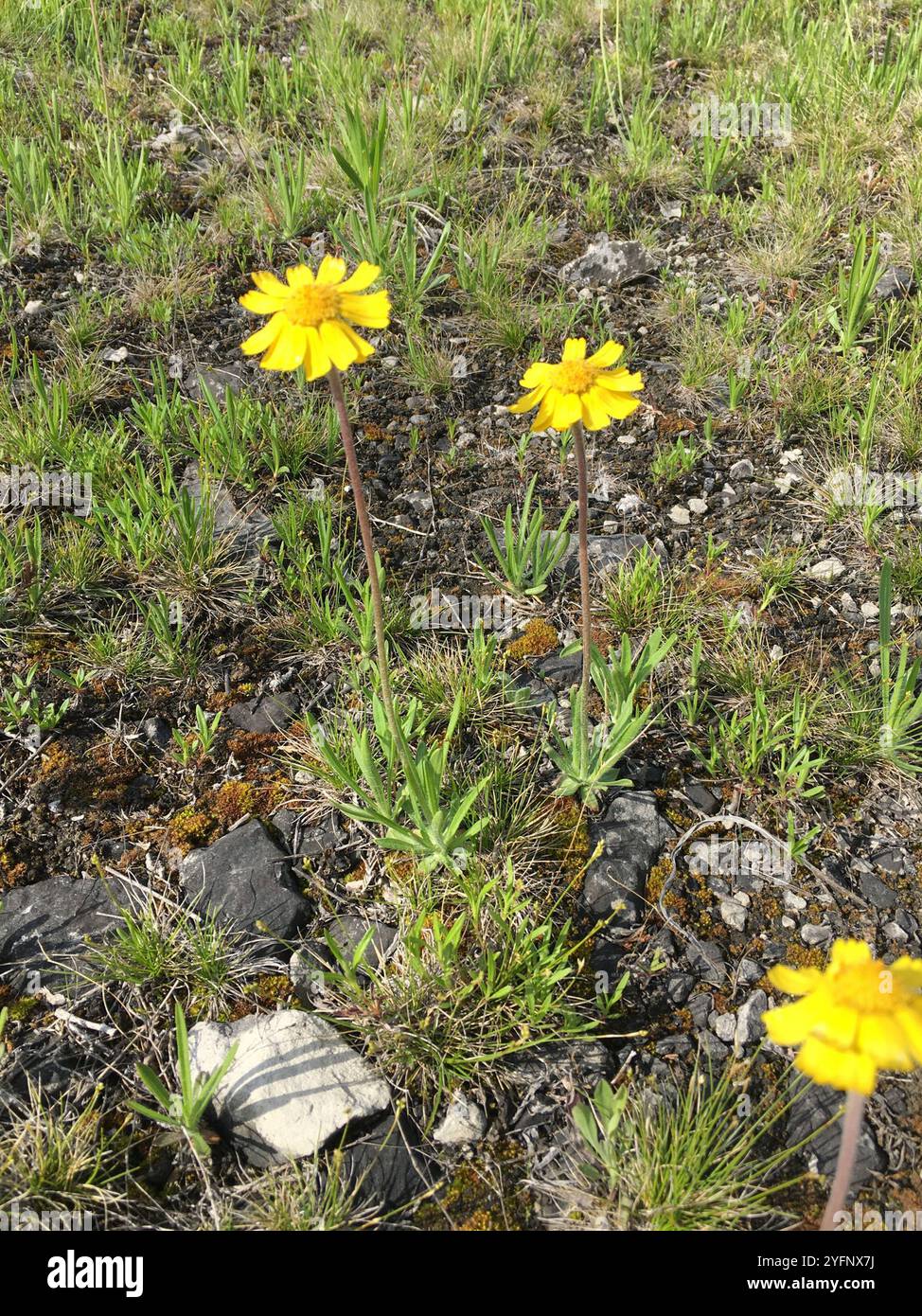 lakeside daisy (Tetraneuris herbacea Stock Photo - Alamy
