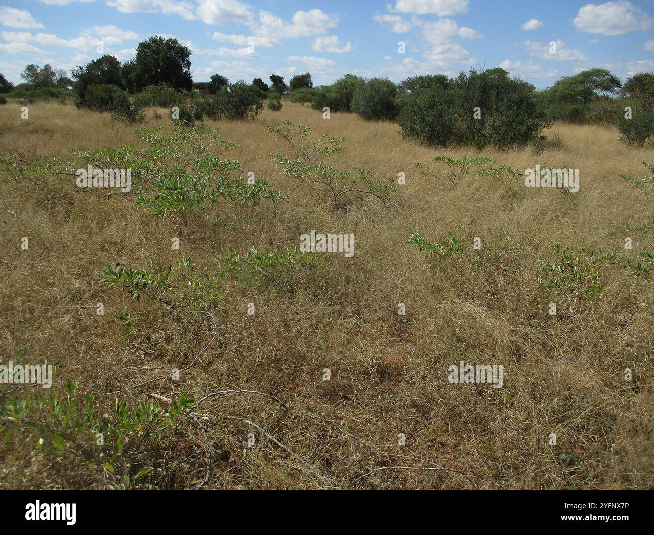 silver terminalia (Terminalia sericea Stock Photo - Alamy