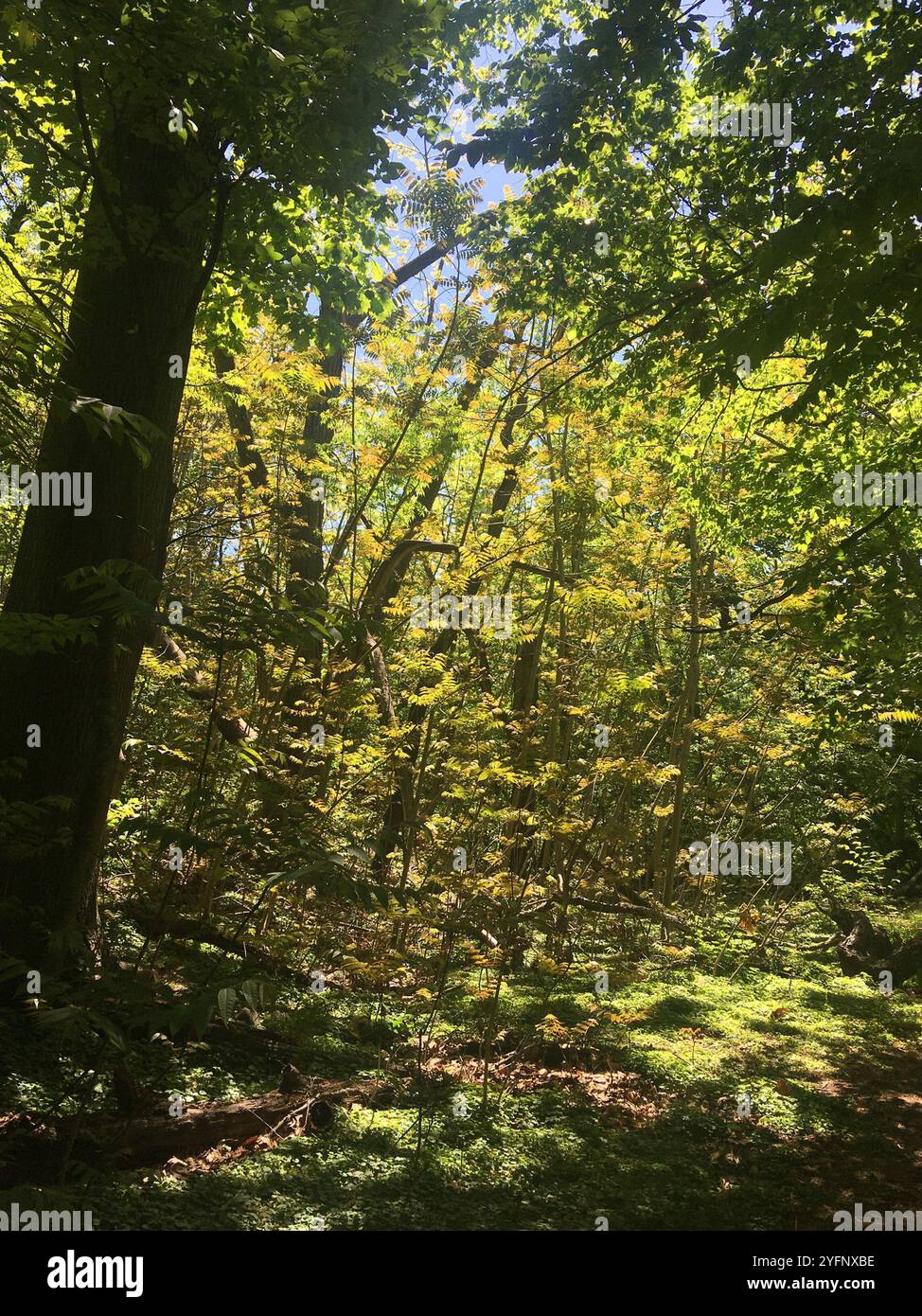 Tun tree (Toona sinensis Stock Photo - Alamy