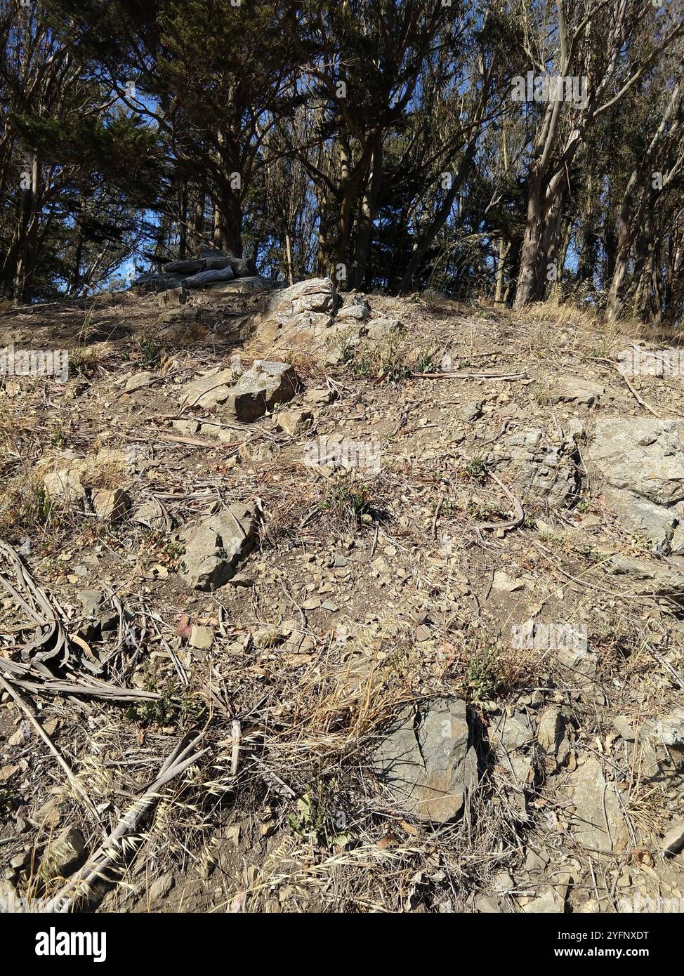 Urospermum picroides hi-res stock photography and images - Alamy