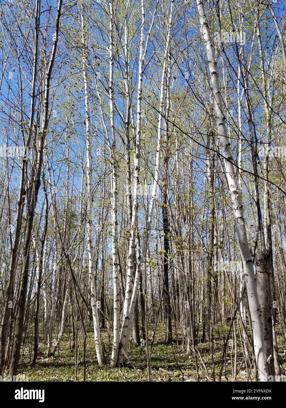 paper birch (Betula papyrifera Stock Photo - Alamy