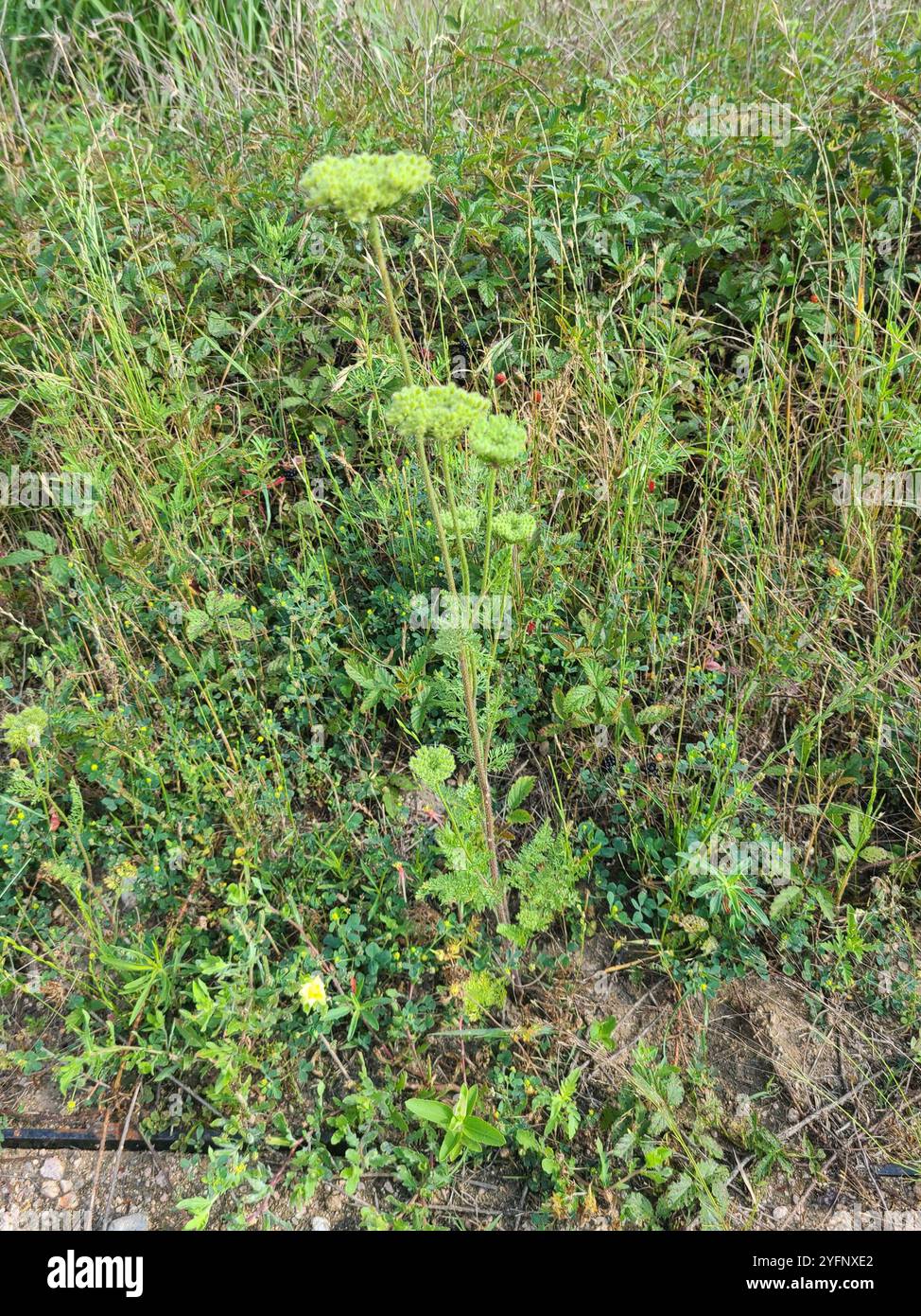 American wild carrot (Daucus pusillus Stock Photo - Alamy