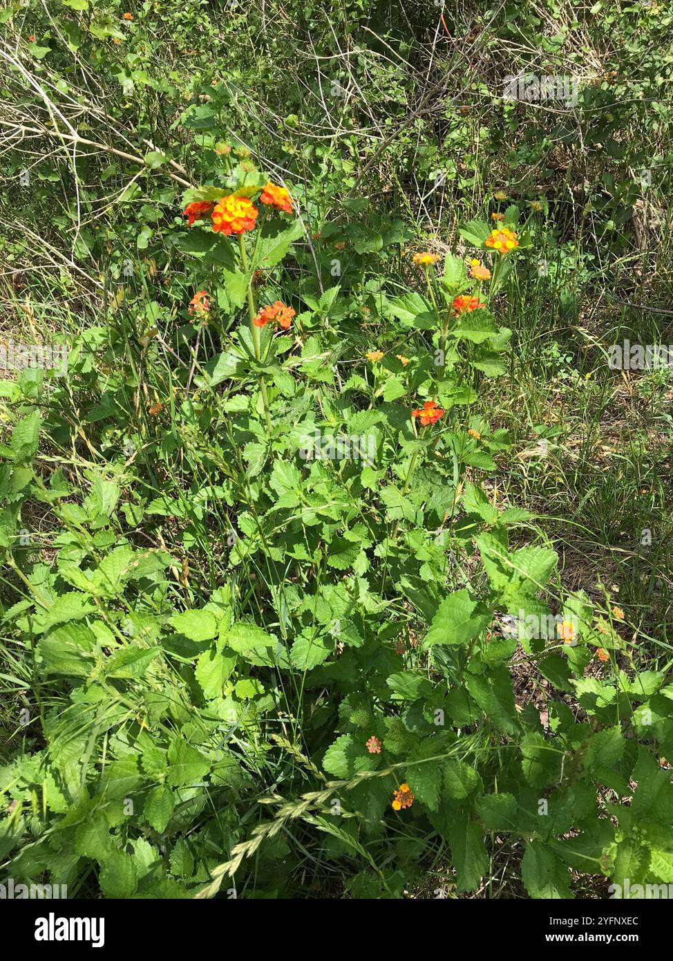 Texas lantana (Lantana urticoides Stock Photo - Alamy