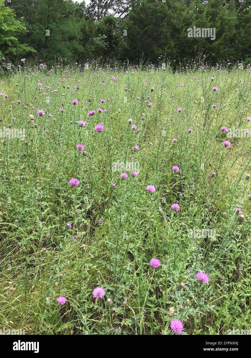 Texas Thistle (Cirsium texanum Stock Photo - Alamy