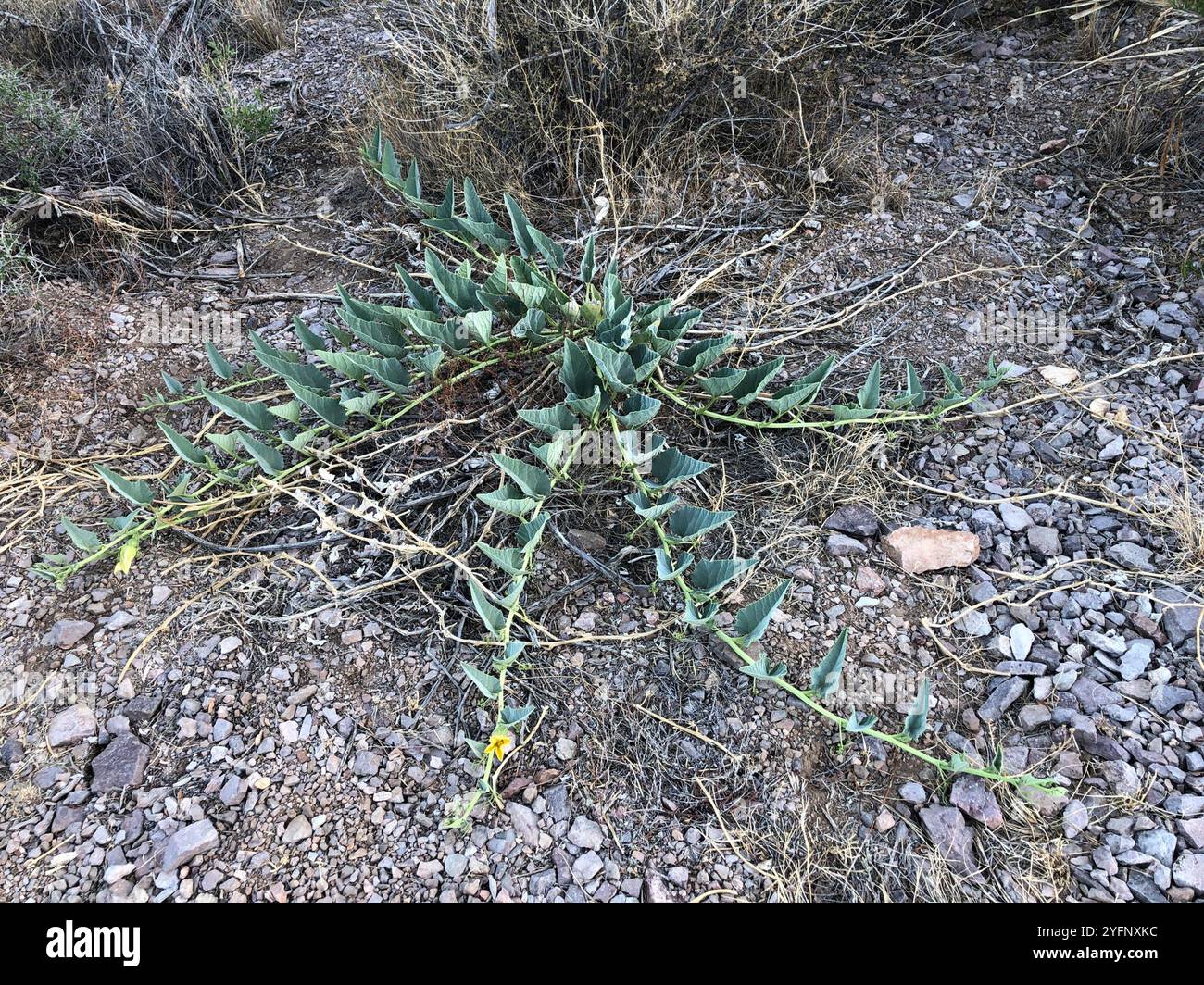 Buffalo Gourd (Cucurbita foetidissima Stock Photo - Alamy