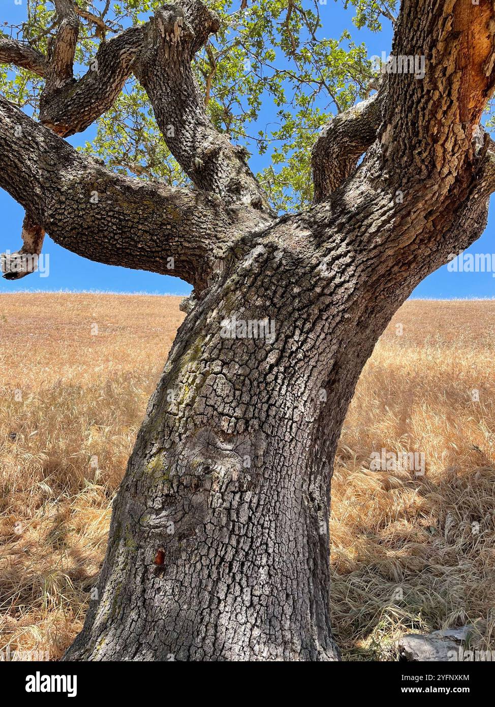 valley oak (Quercus lobata Stock Photo - Alamy