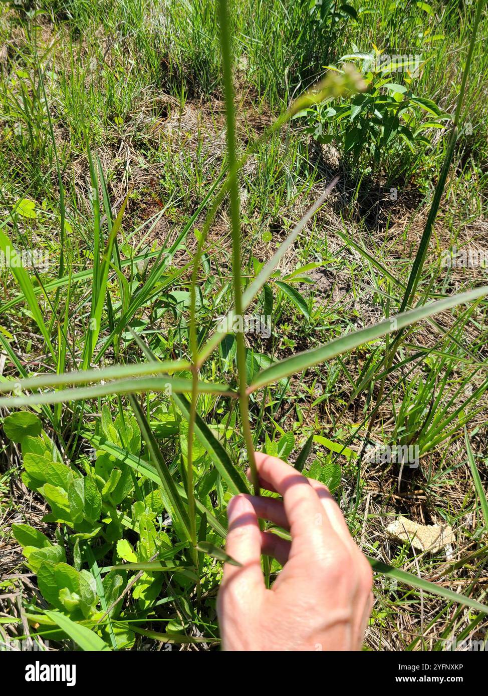 Asclepias lanceolata hi-res stock photography and images - Alamy
