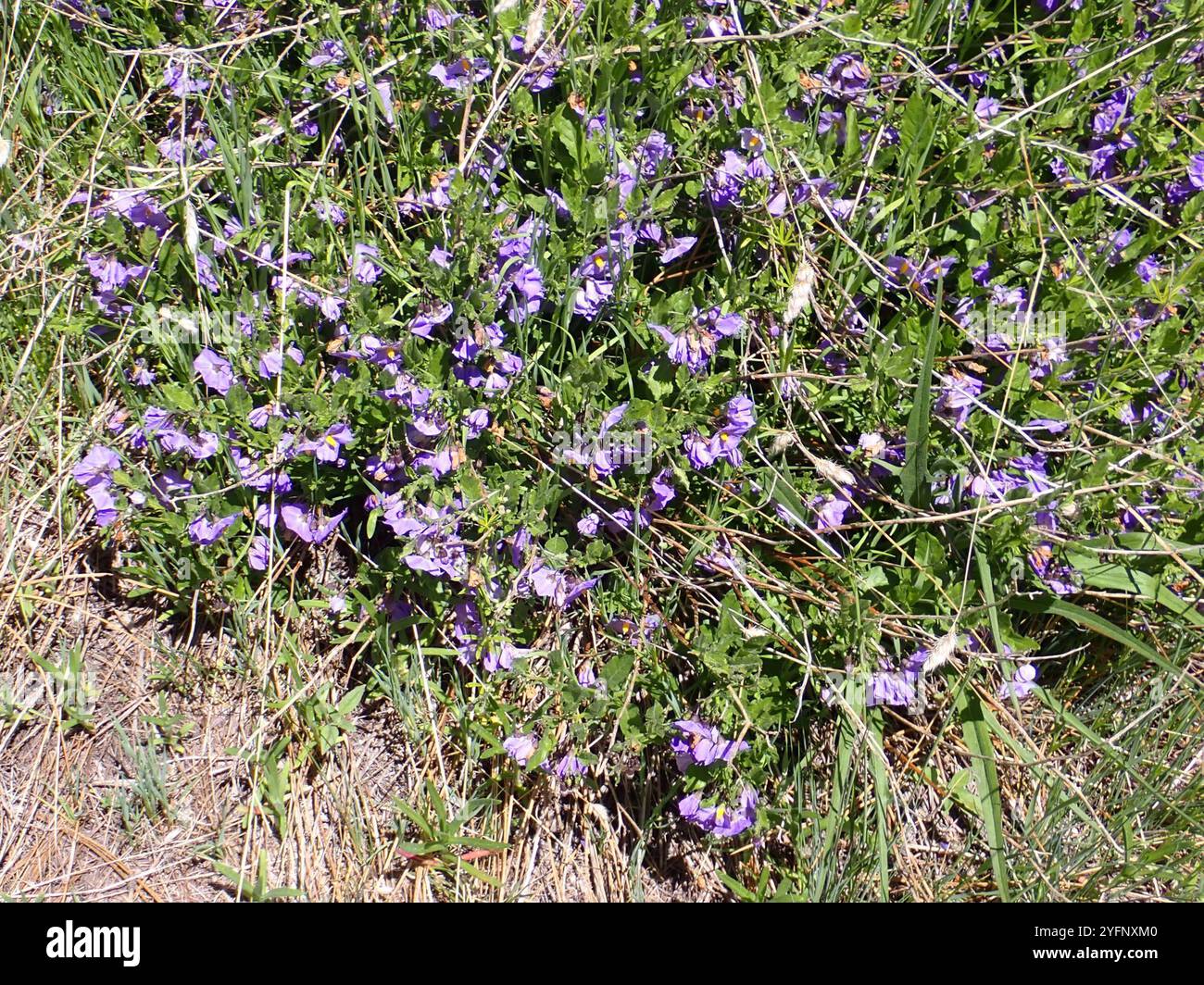 purple nightshade (Solanum xanti Stock Photo - Alamy