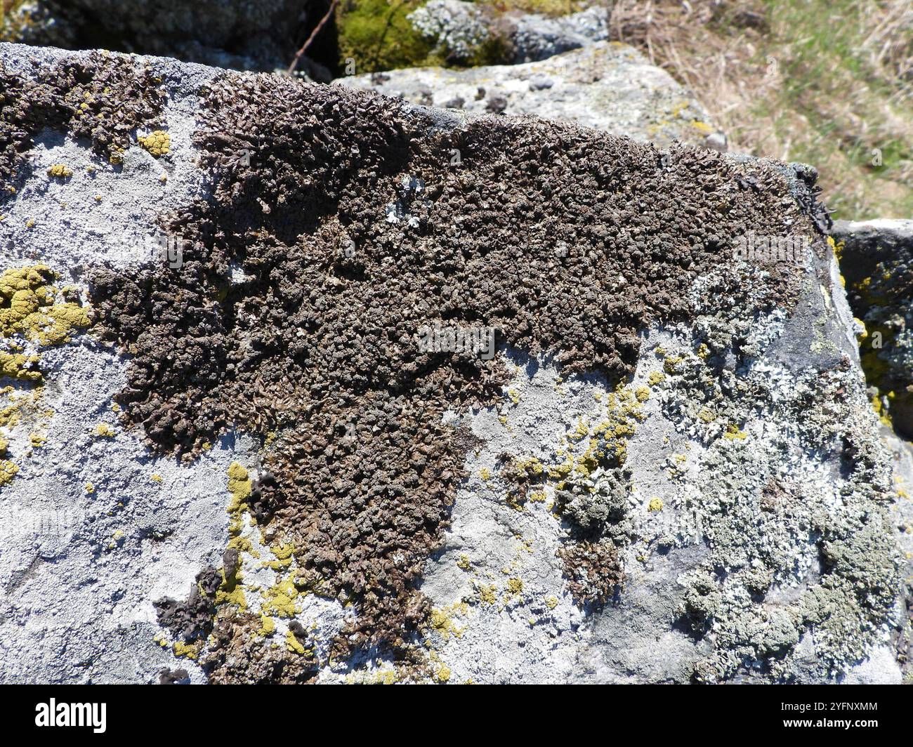 Blistered Camouflage Lichen (Xanthoparmelia loxodes Stock Photo - Alamy