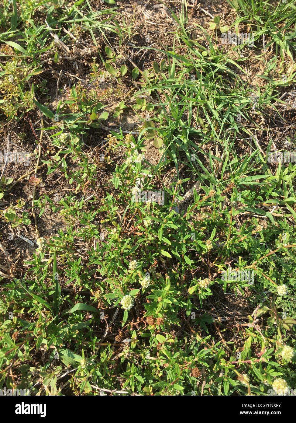 shrubby false buttonweed (Spermacoce verticillata Stock Photo - Alamy